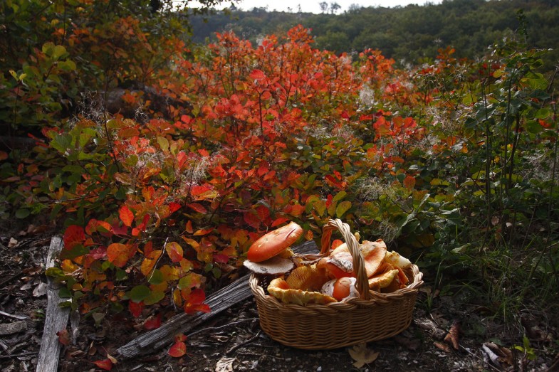 couleurs de l'automne