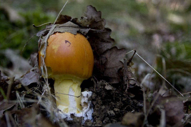le retour de l'oronge - à part soi