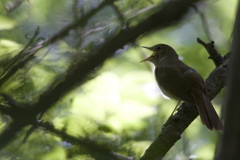 rossignol de mes amours - à part soi